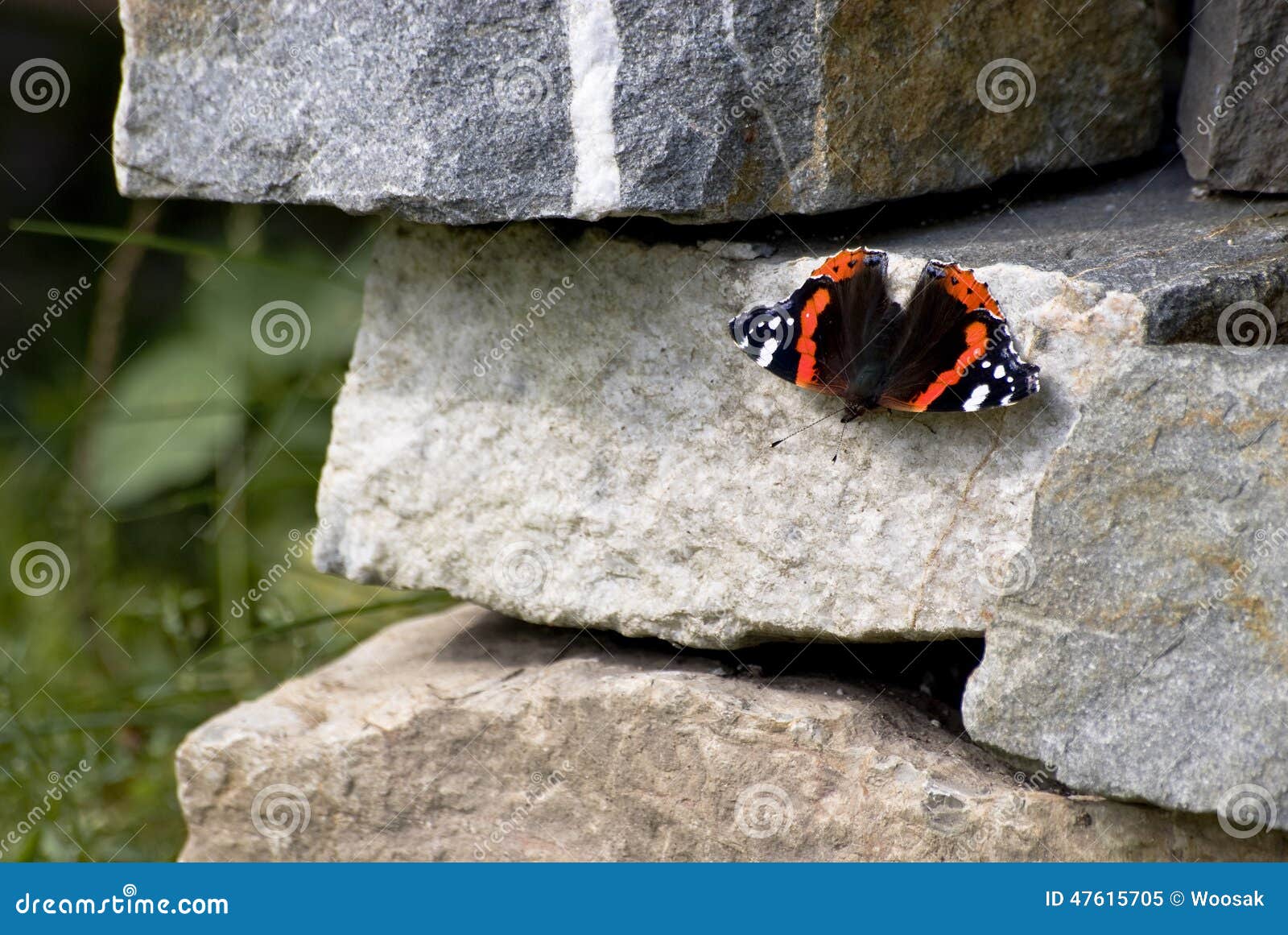 Butterfly on stone stock image. Image of black, wall - 47615705