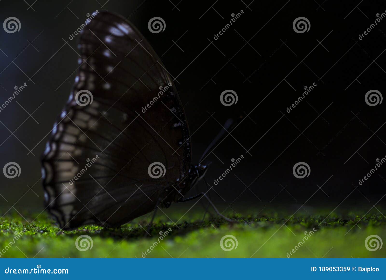 Butterfly on a Stone Surface in Rainforest Stock Image - Image of ...