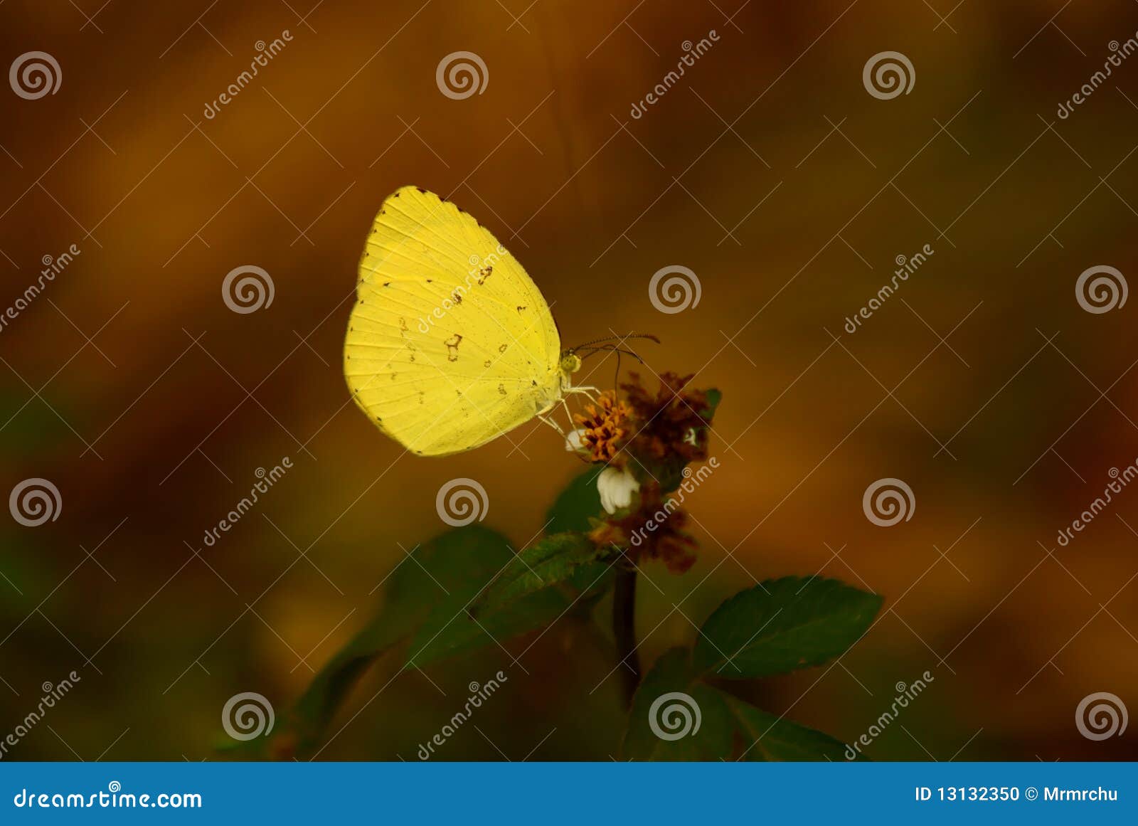 Butterfly stop flying stock photo. Image of details, drink - 13132350