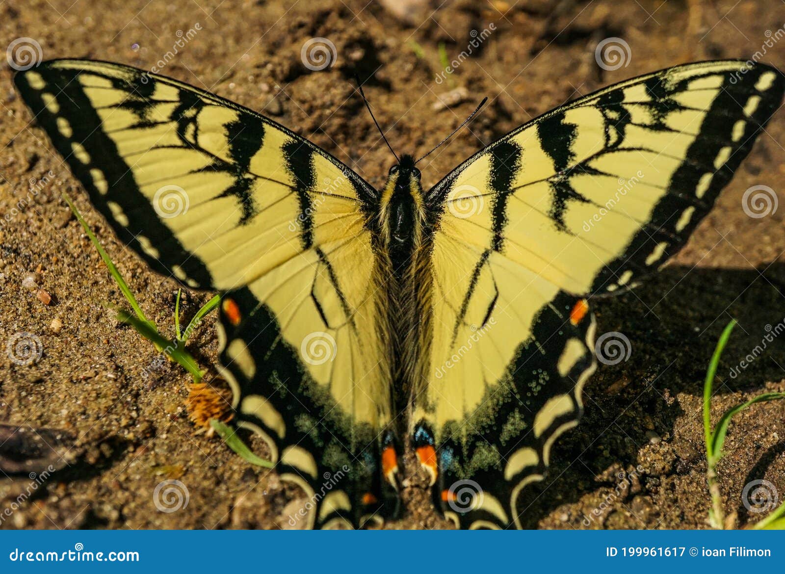 A Butterfly Stretching Its Wings Stock Image - Image of vivid, yellow ...