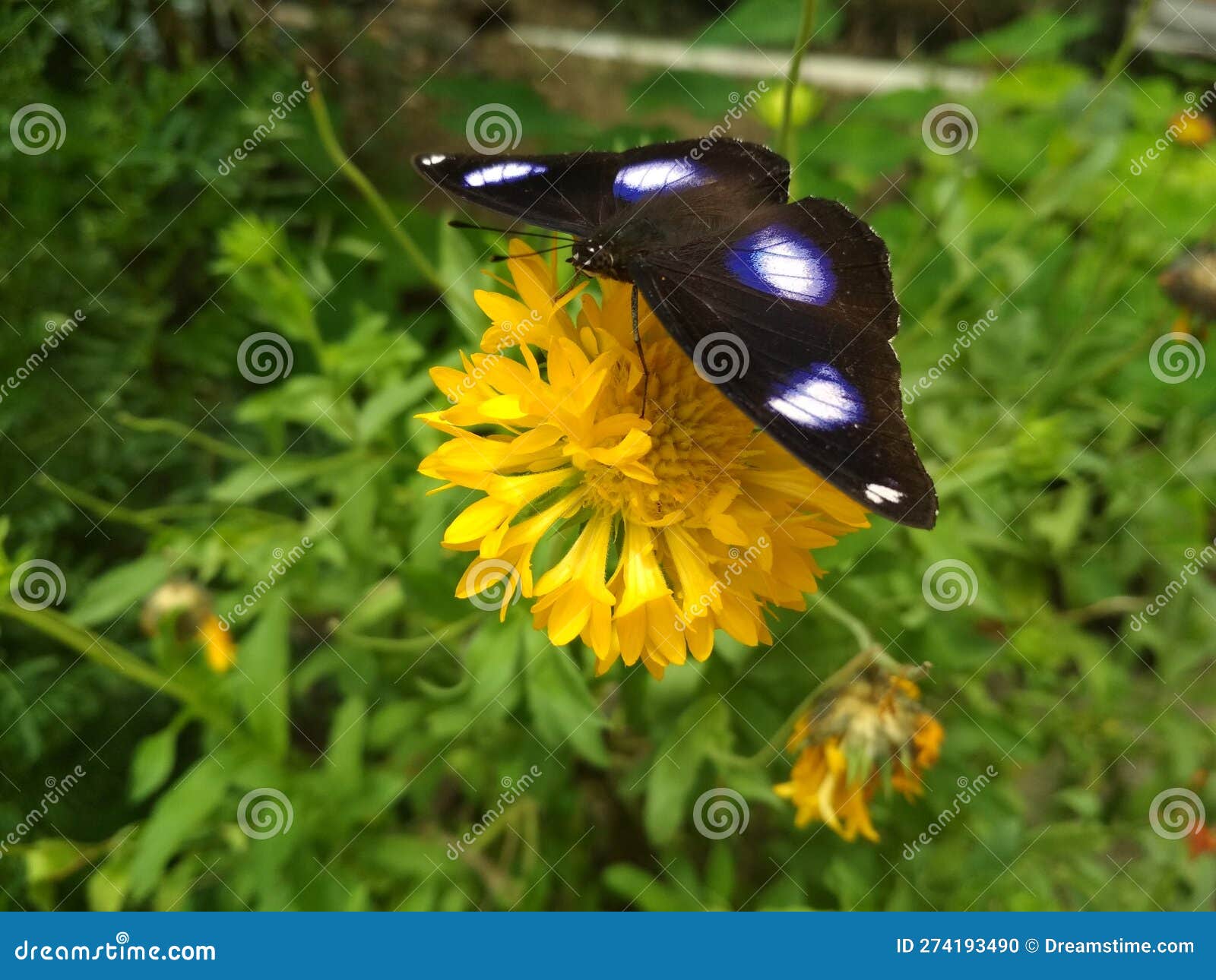 Butterfly Sucking Nector stock photo. Image of sucking - 274193490