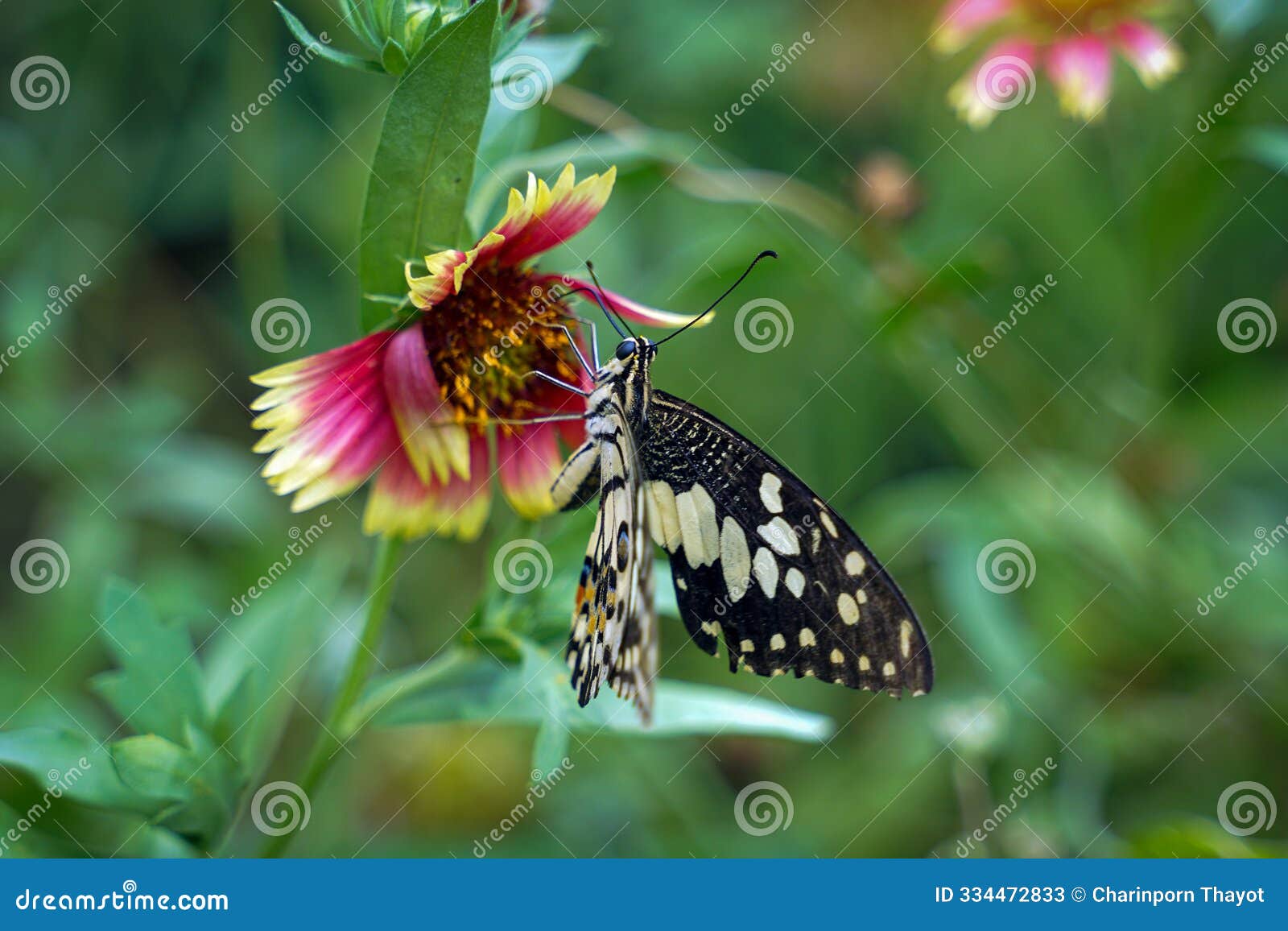 Butterfly Sucks Nectar and Pollen from Blanket Flower. Stock Image ...