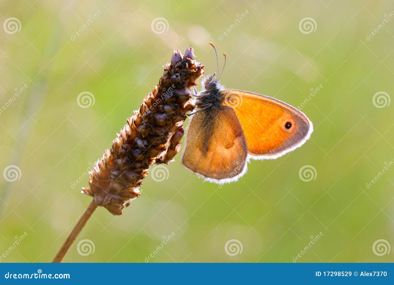 Butterfly in the sun stock image. Image of macro, green - 17298529