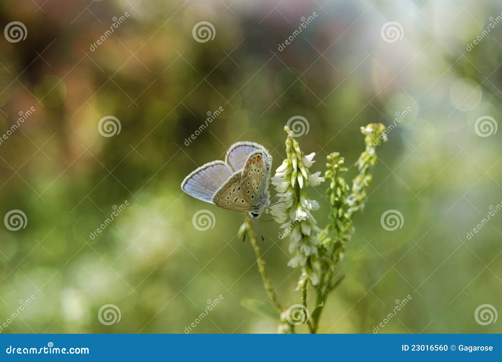 Butterfly sun bathing stock photo. Image of colorful - 23016560