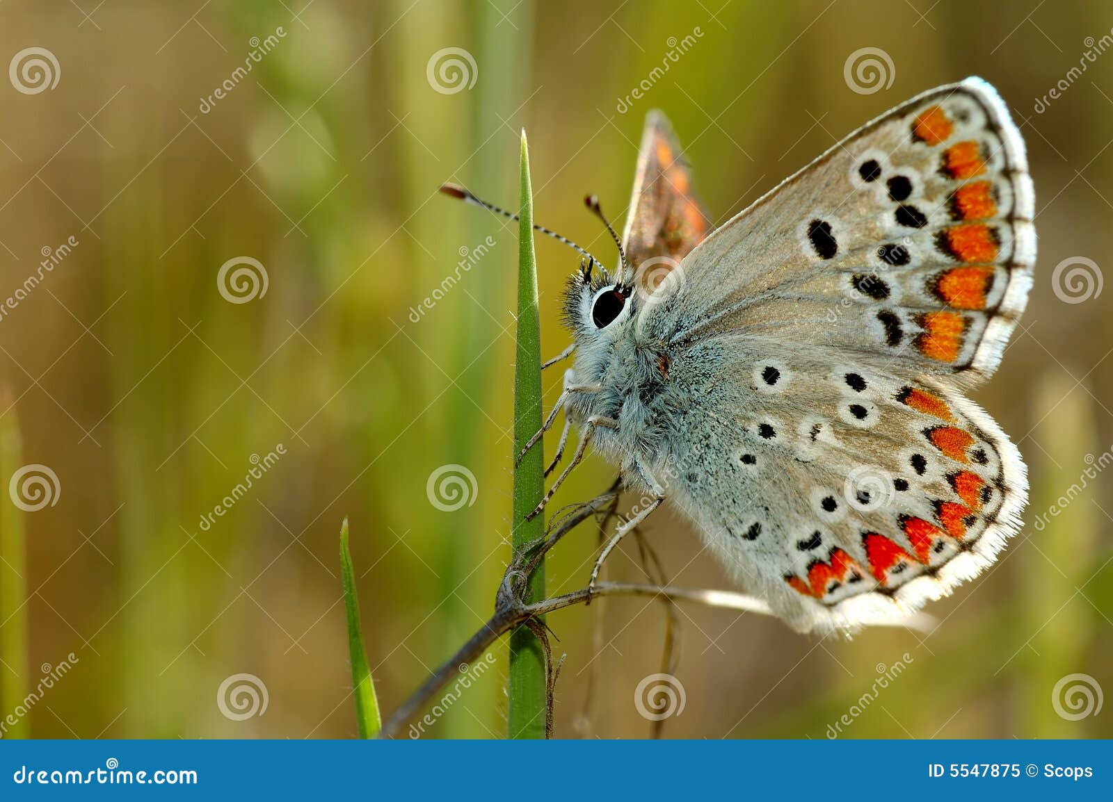 Butterfly sun bathing stock image. Image of insect, macro - 5547875