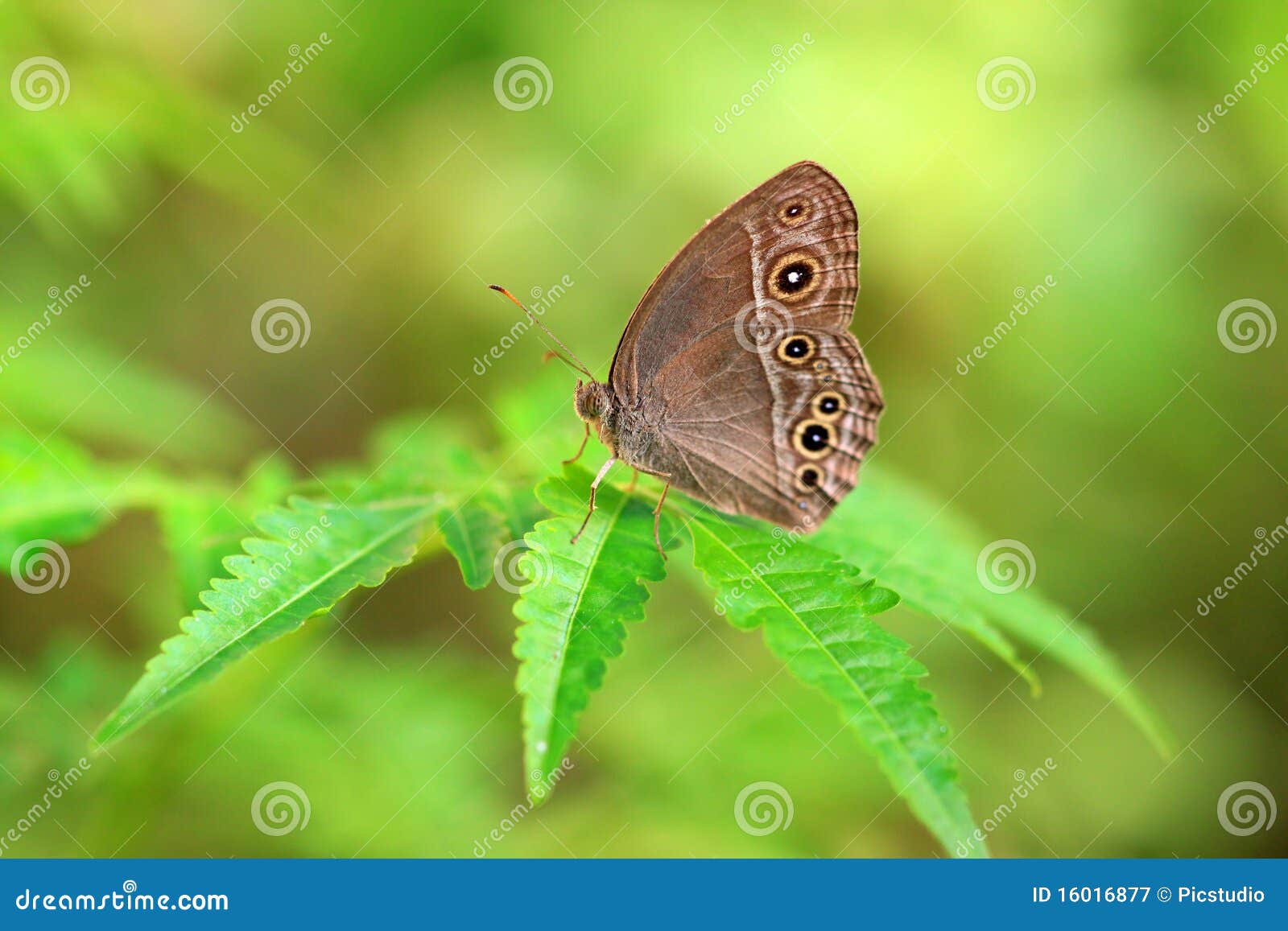 Butterfly sunbathing stock image. Image of nectar, grass - 16016877