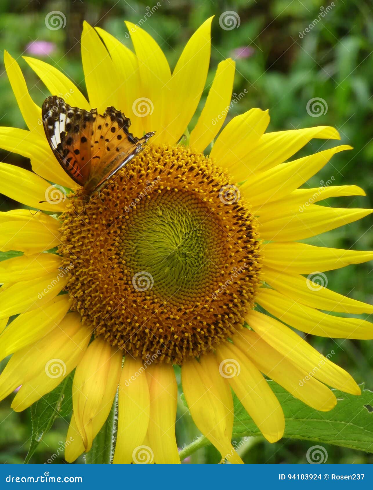 Butterfly on a sunflower stock photo. Image of natural - 94103924