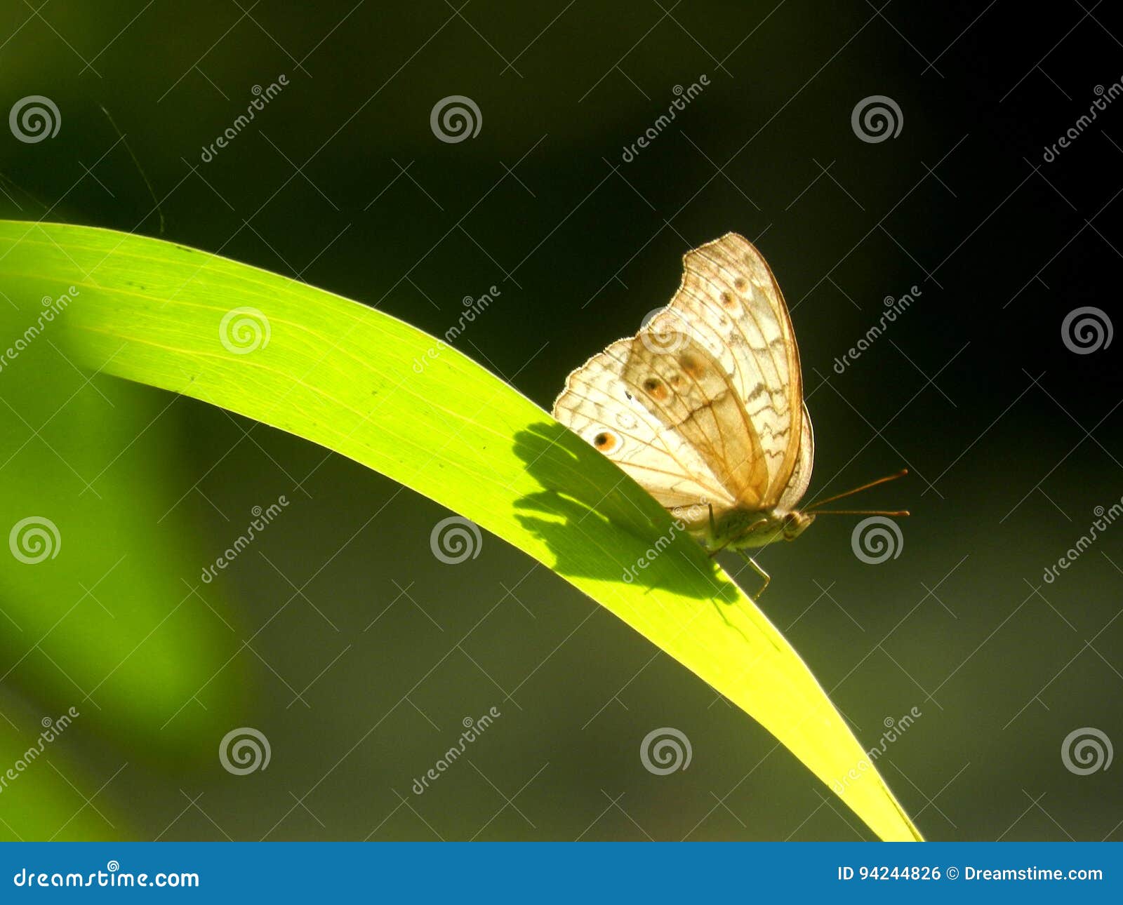 Butterfly in sunlight stock photo. Image of good, happen - 94244826