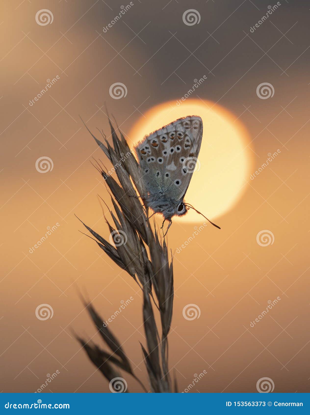Butterfly at sunset stock image. Image of beautiful - 153563373