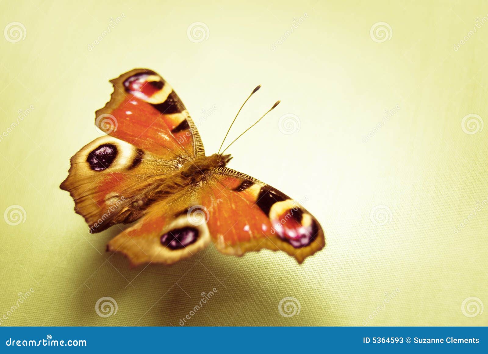 Butterfly Sunshine stock image. Image of fragile, copyspace - 5364593