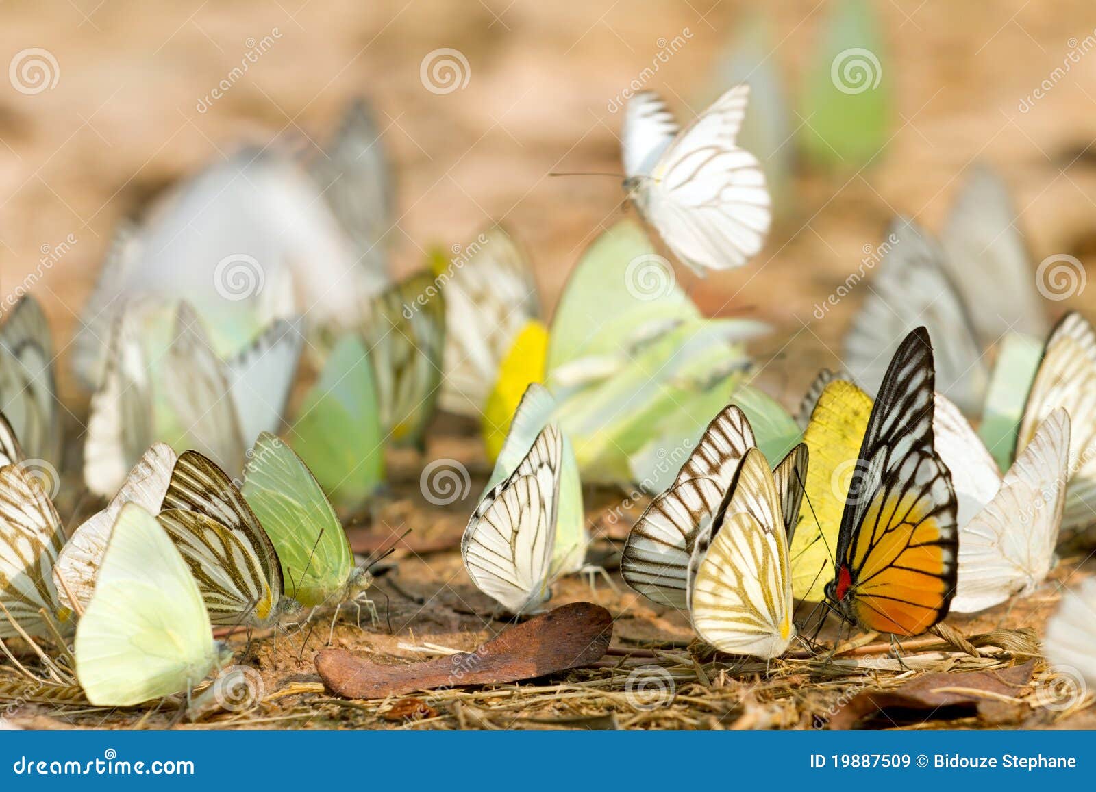 Butterfly swarm stock image. Image of soil, lepidoptera - 19887509