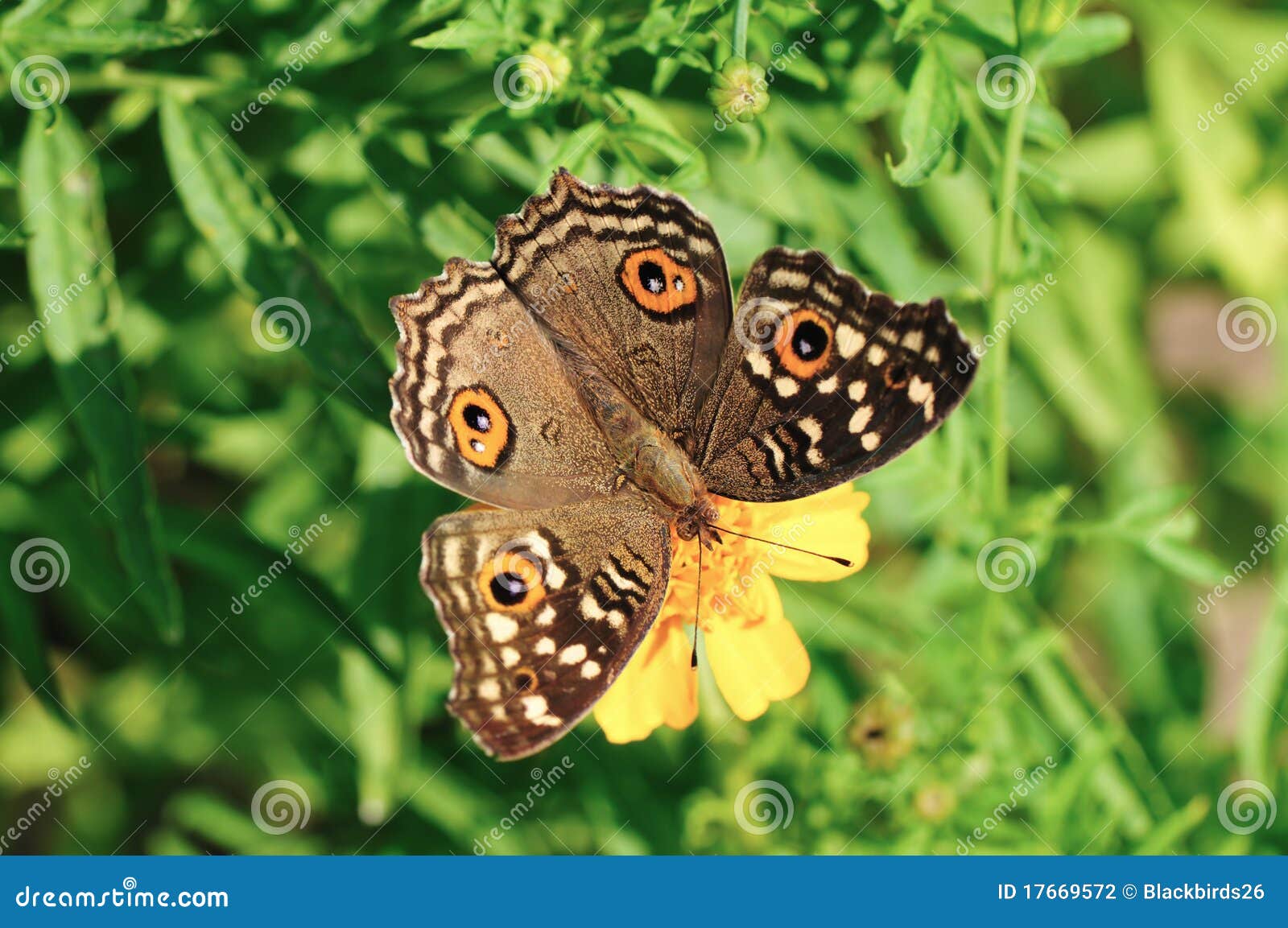 Butterfly Swarm Yellow Flower Stock Photo - Image of beautiful, pink ...