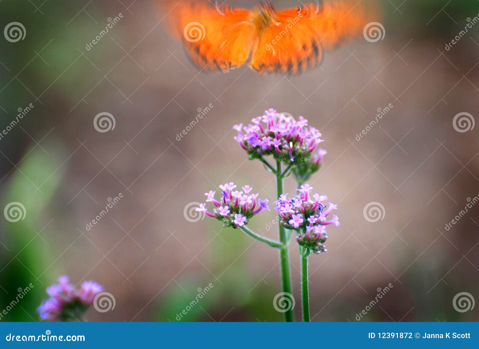 Butterfly take off stock photo. Image of nature, purple - 12391872