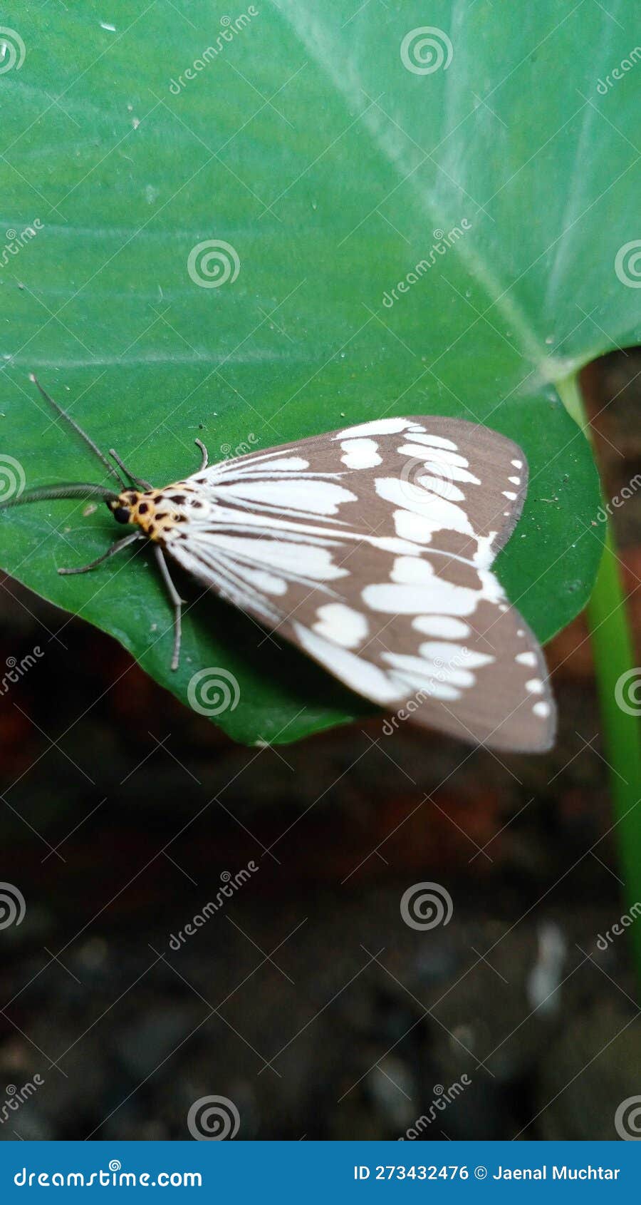 Butterfly before take off stock photo. Image of beautiful - 273432476