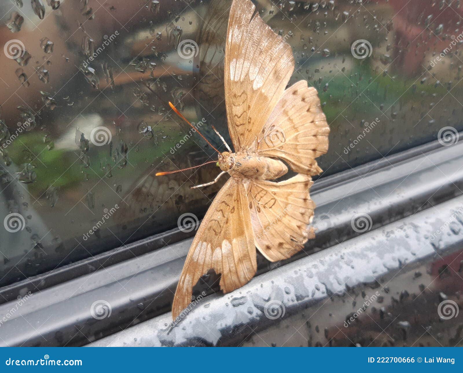 The Butterfly Take a Rest on the Car& X27;s Window Stock Photo - Image ...