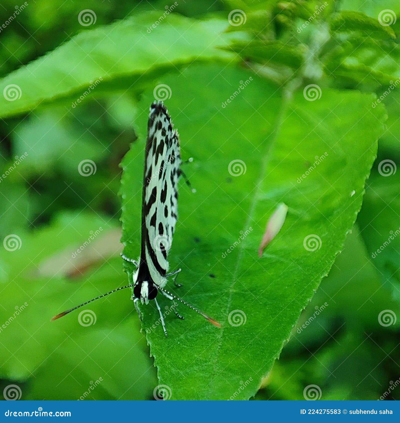 Butterfly taking rest stock image. Image of green, butterfly - 224275583