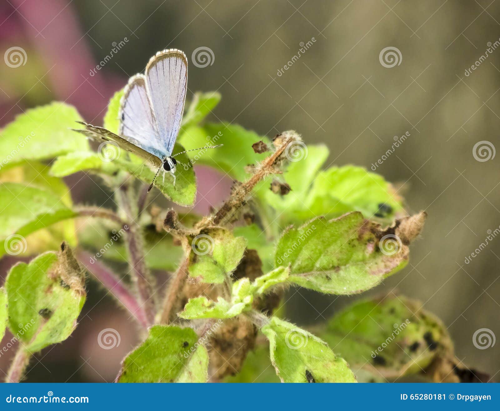 Butterfly taking Sunbath stock image. Image of flowing - 65280181