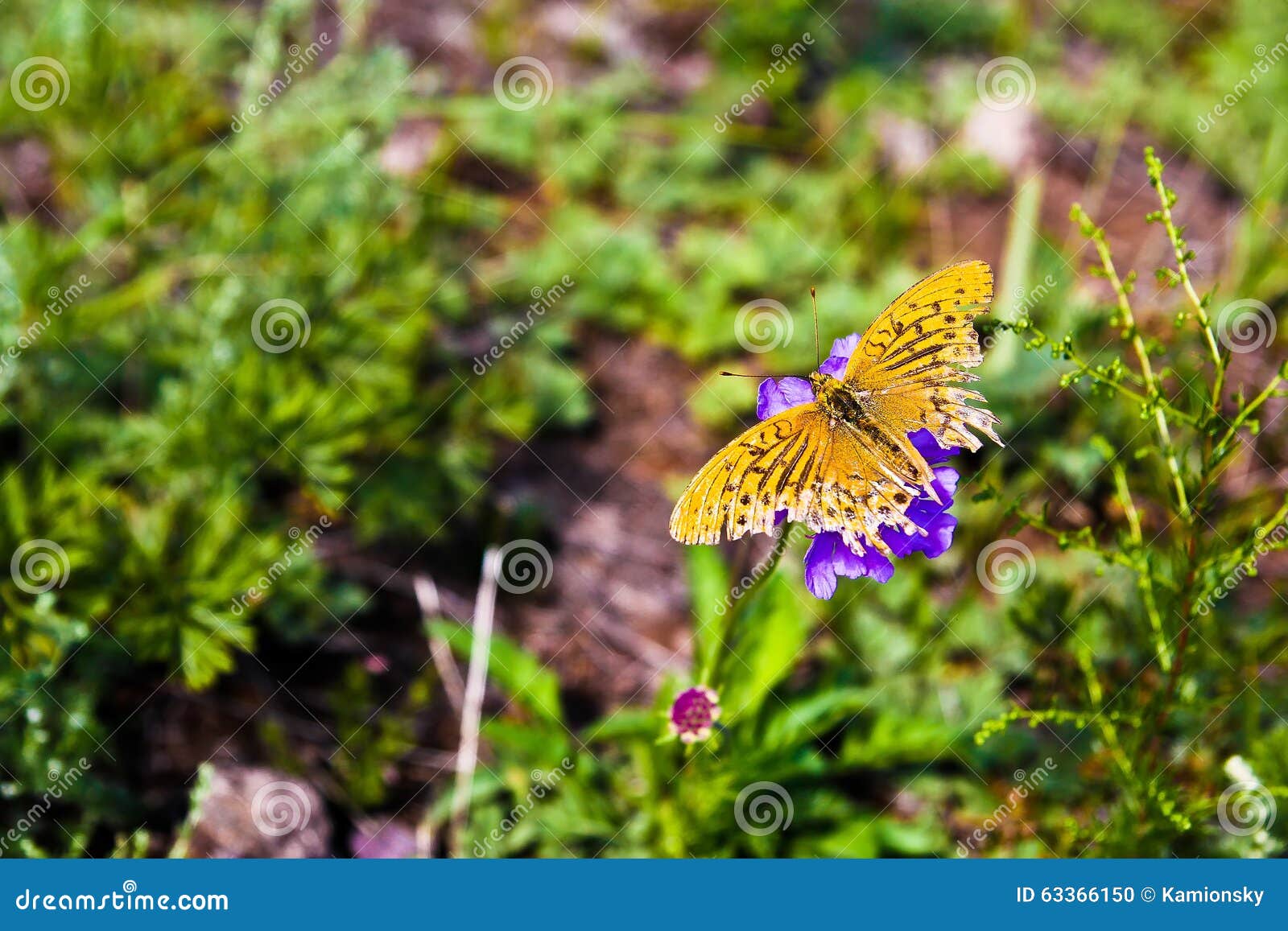 Butterfly With Tattered Wings, Top View, On A Grass Stock Photo ...