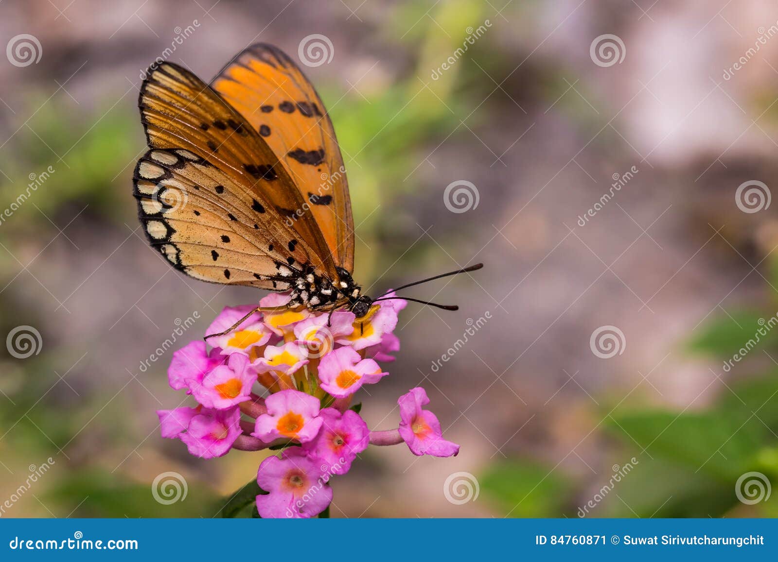Butterfly Tawny Coster Acraea Violae Stock Image - Image of tawny ...