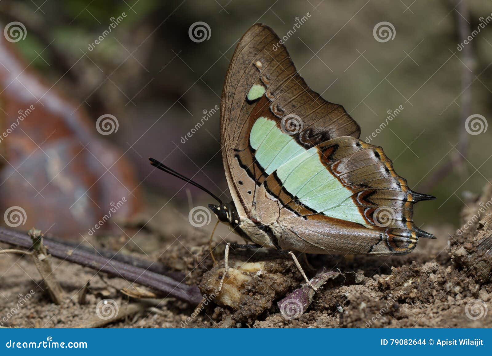 Butterfly in Thailand. stock photo. Image of asia, nature - 79082644