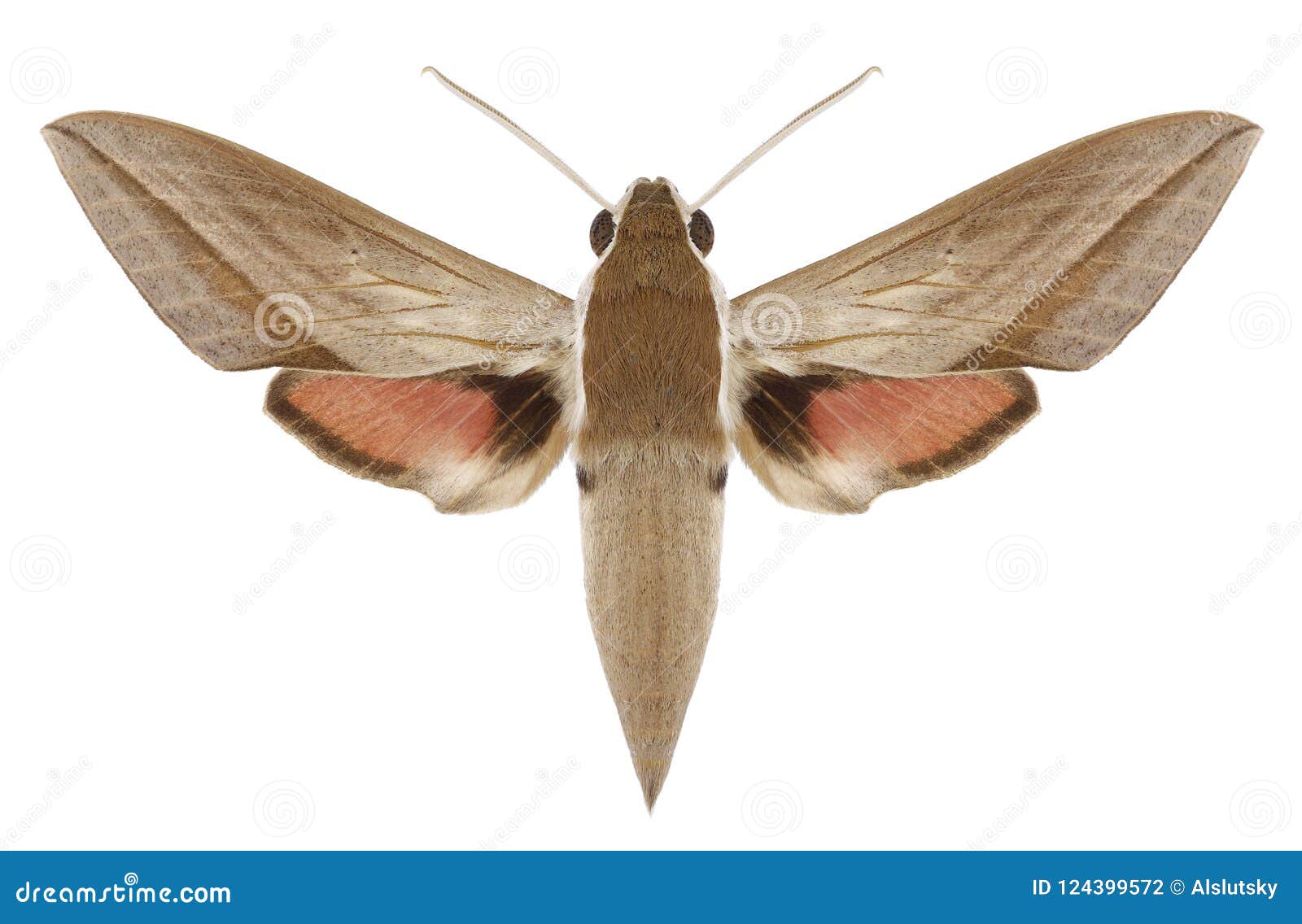 Butterfly Theretra Stock Photos - Free & Royalty-Free Stock Photos from ...