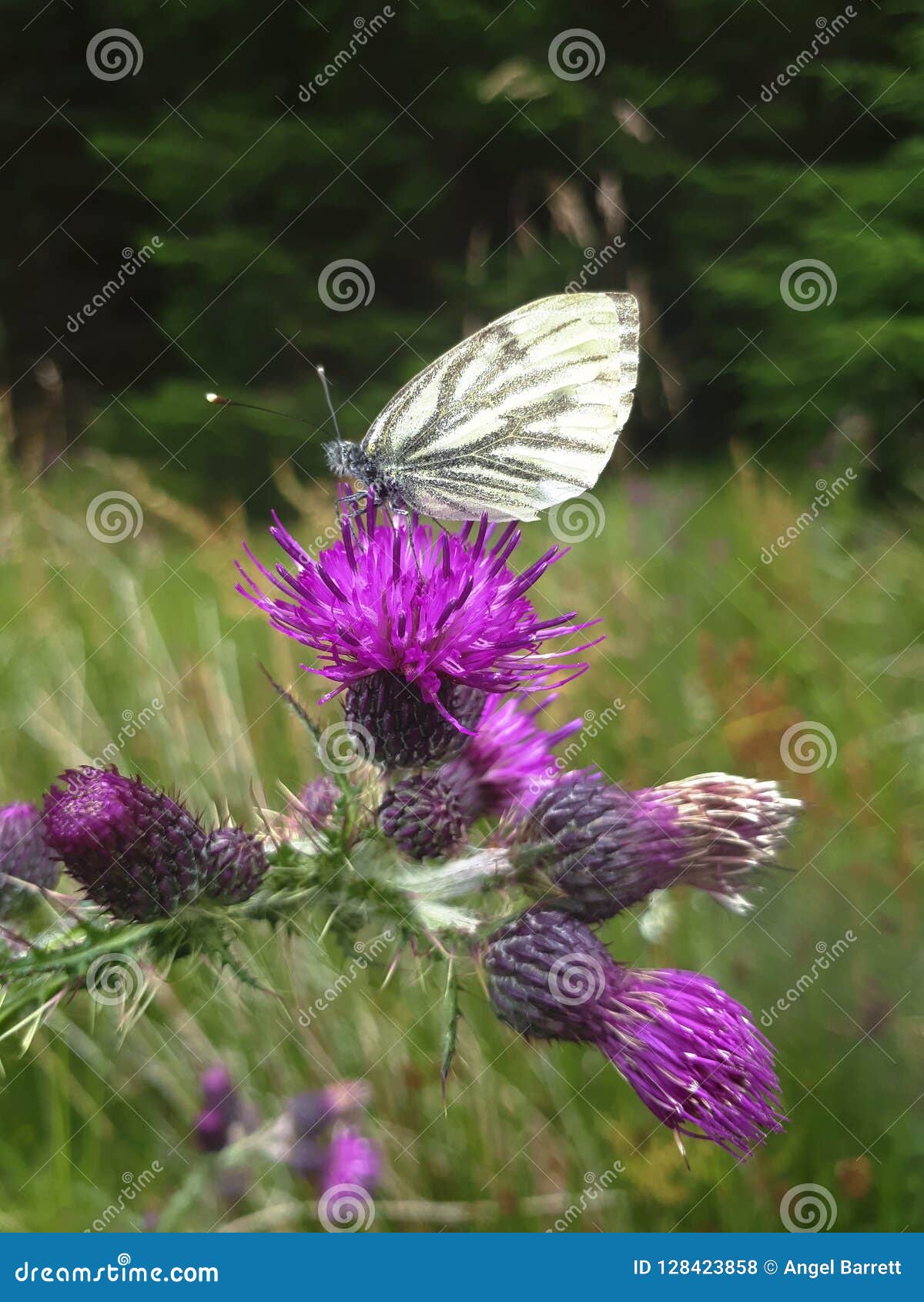 Butterfly on Thistle stock photo. Image of thistle, white - 128423858