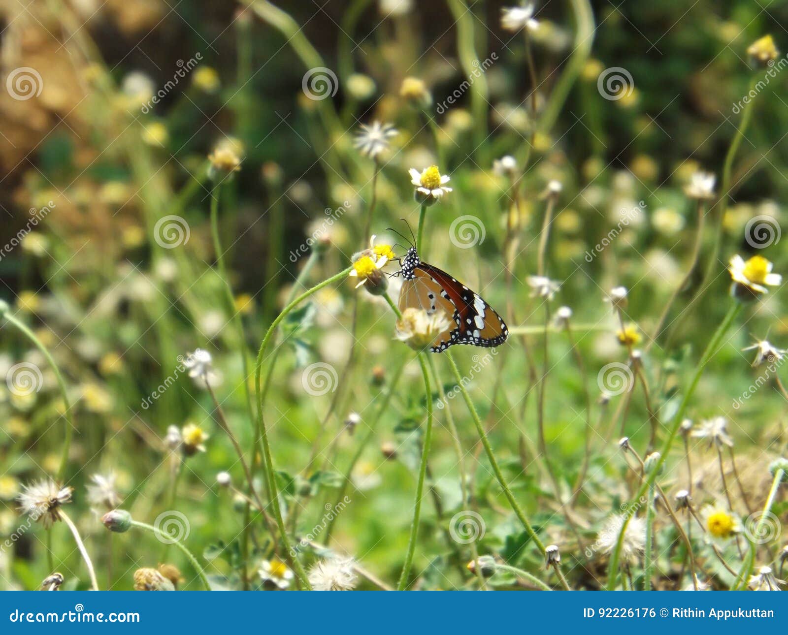 Butterfly stock photo. Image of thumpa, flower, captured - 92226176