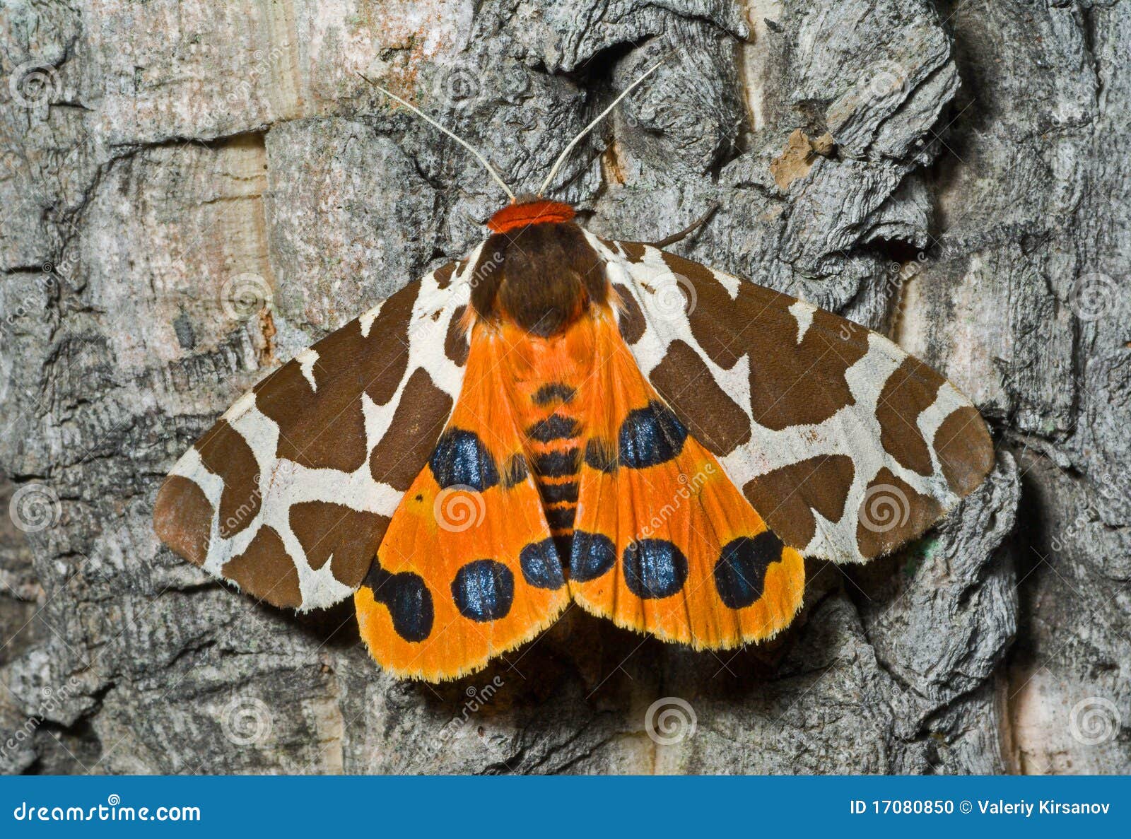 Butterfly Tiger-moth (Arctia Caja) 5 Stock Photo - Image of animal ...