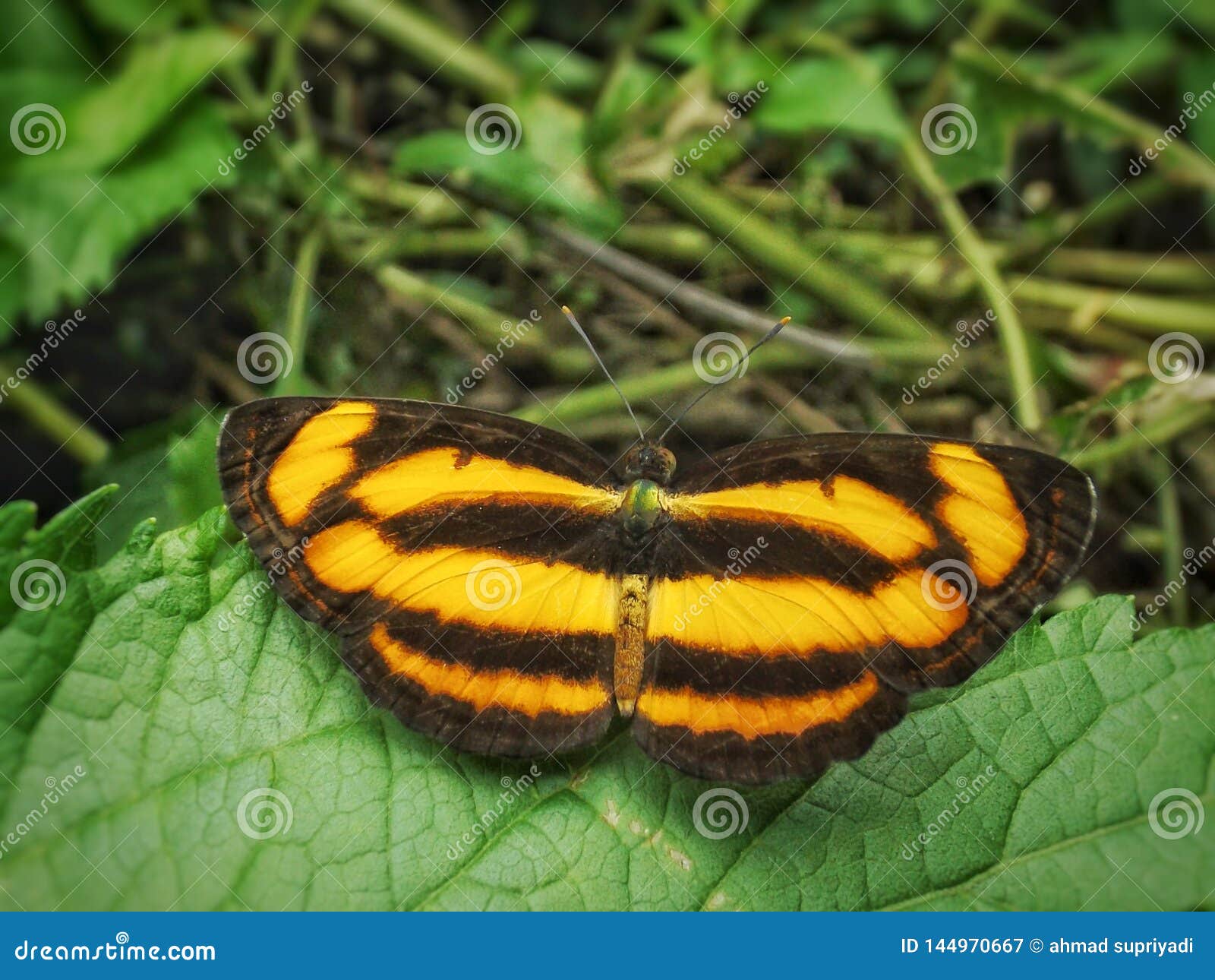 Butterfly with Tiger Skin Pattern Stock Image - Image of pattern ...