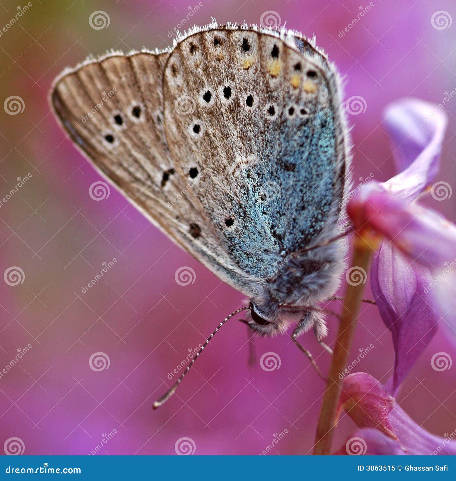 Butterfly on top stock image. Image of closeup, still - 3063515