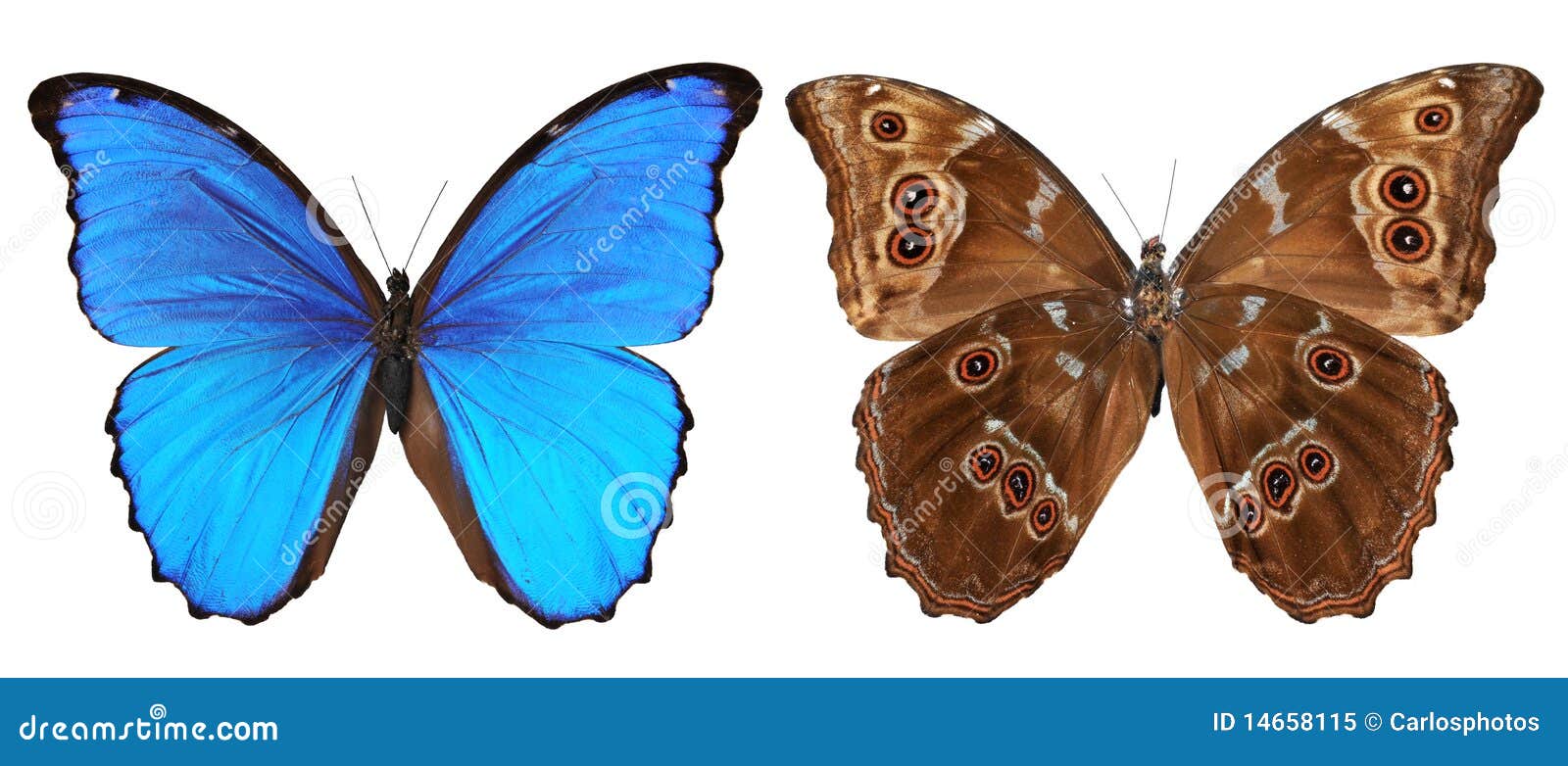 Butterfly Top and Bottom View Stock Image - Image of butterfly, wing ...