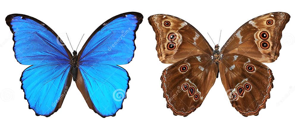 Butterfly Top and Bottom View Stock Image - Image of butterfly, wing ...