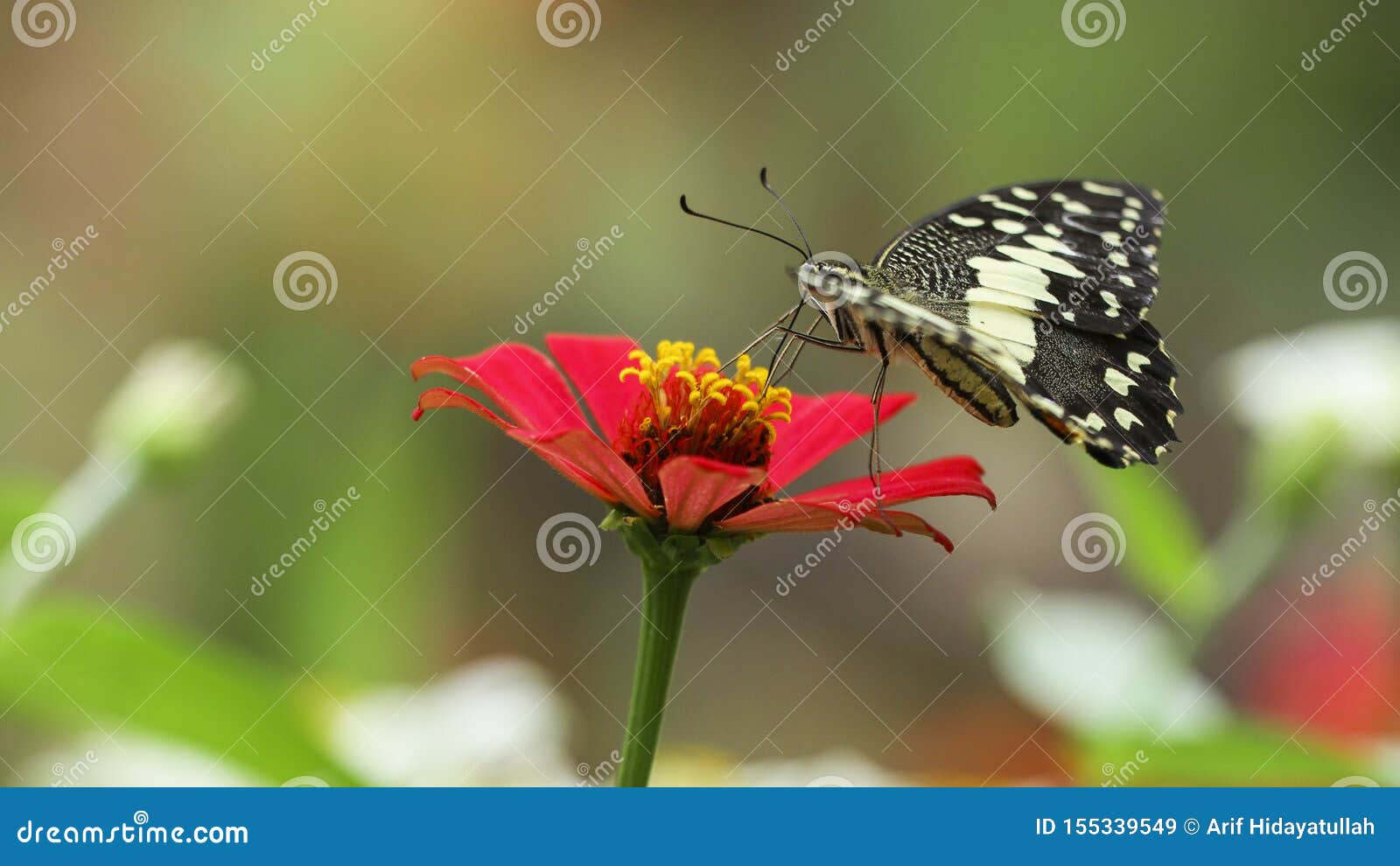 A butterfly on top flower stock image. Image of bright - 155339549