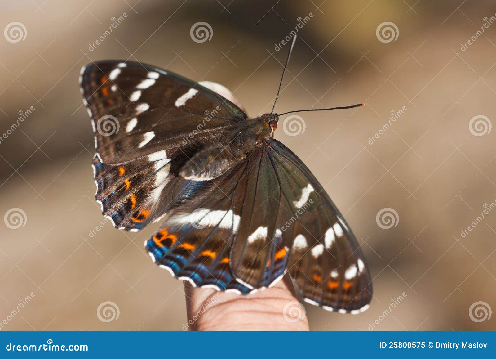 Butterfly - the top view stock image. Image of tranquil - 25800575