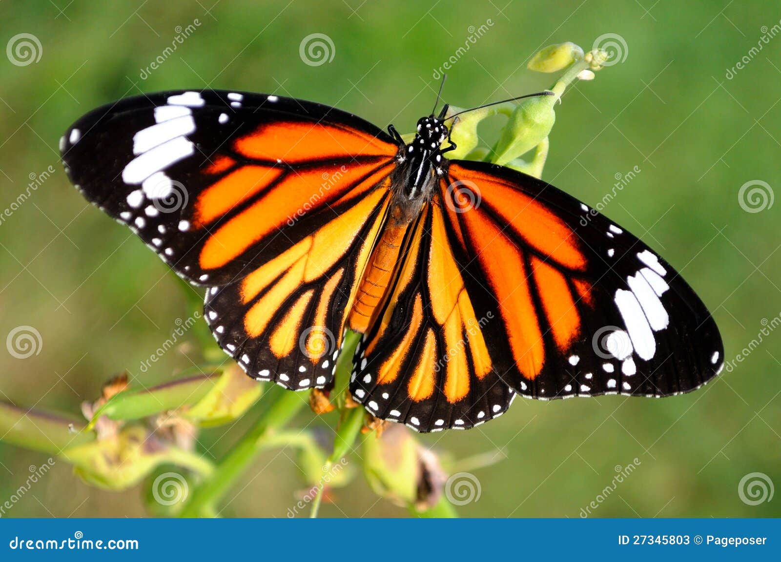 Butterfly top view stock image. Image of flower, green - 27345803