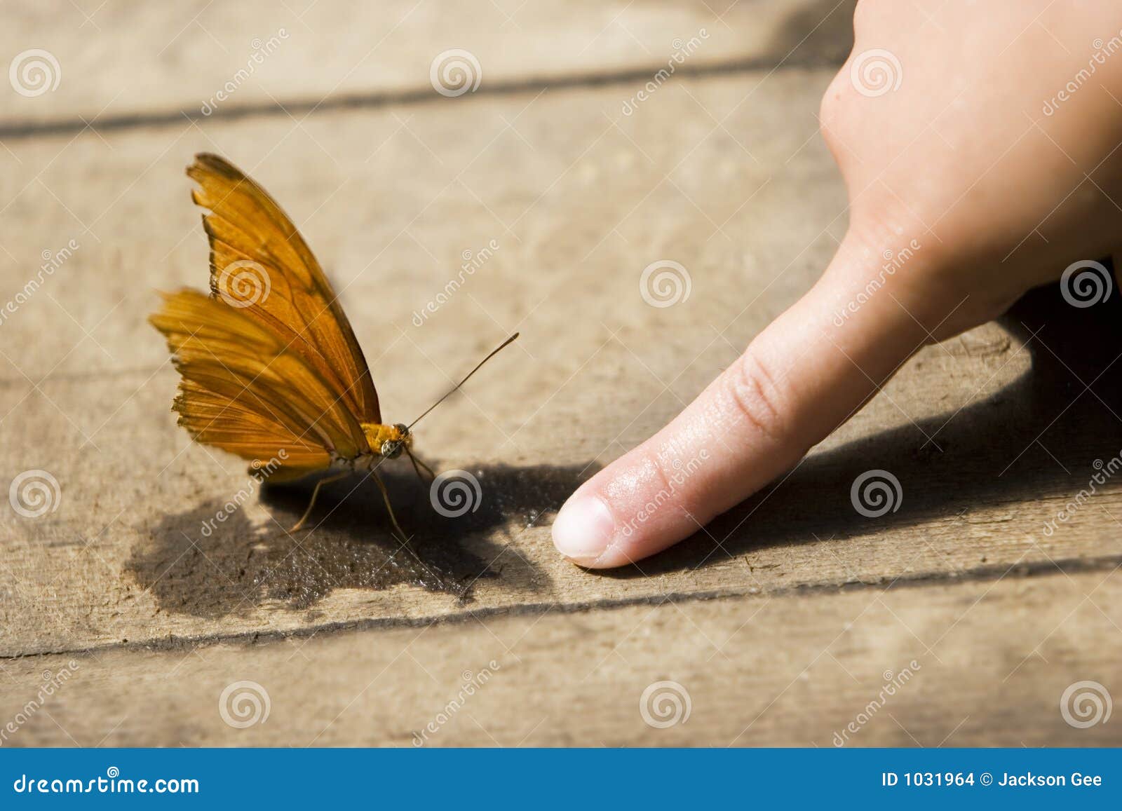 Butterfly touch stock photo. Image of girl, nails, elegance - 1031964