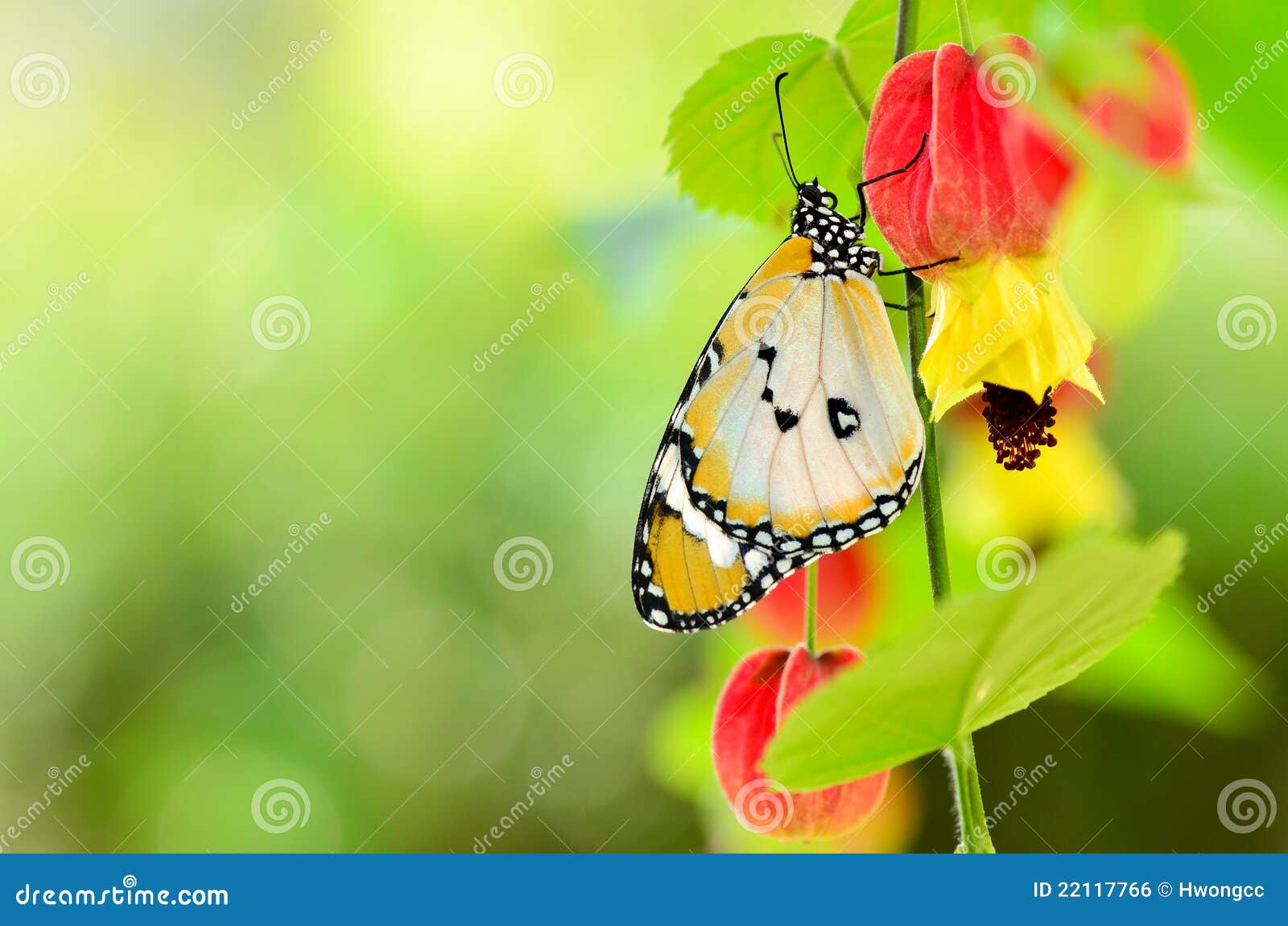 Butterfly on Trailing Abutilon Flower Stock Photo - Image of trailing ...