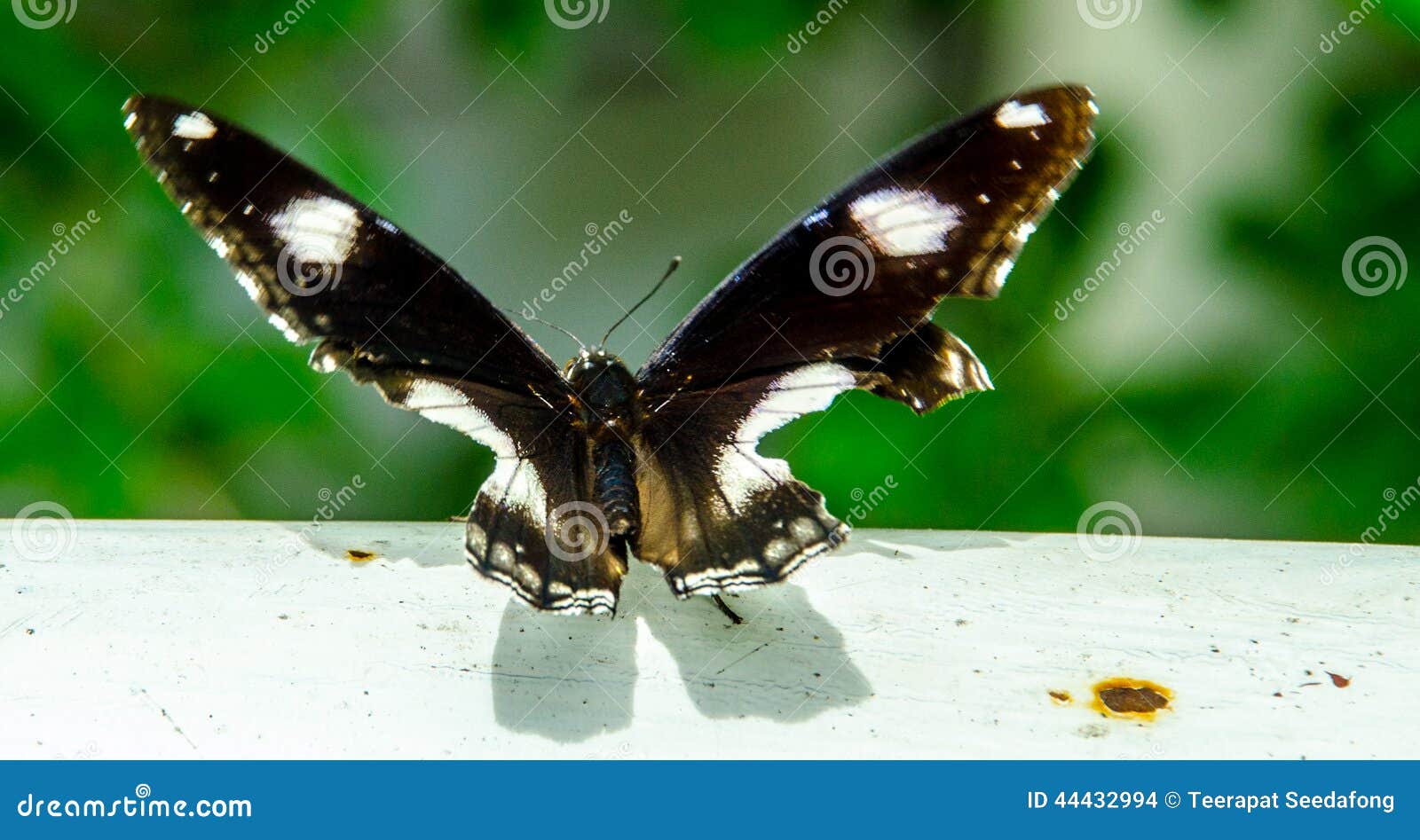 Butterfly in Train Park Thailand Stock Photo - Image of hypolimnas ...