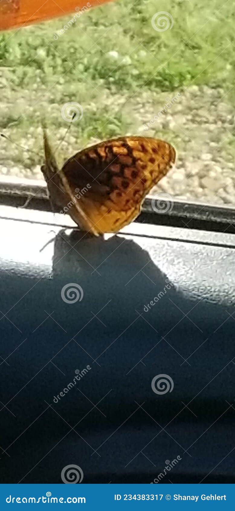 Butterfly trapped sadness stock image. Image of wildlife - 234383317