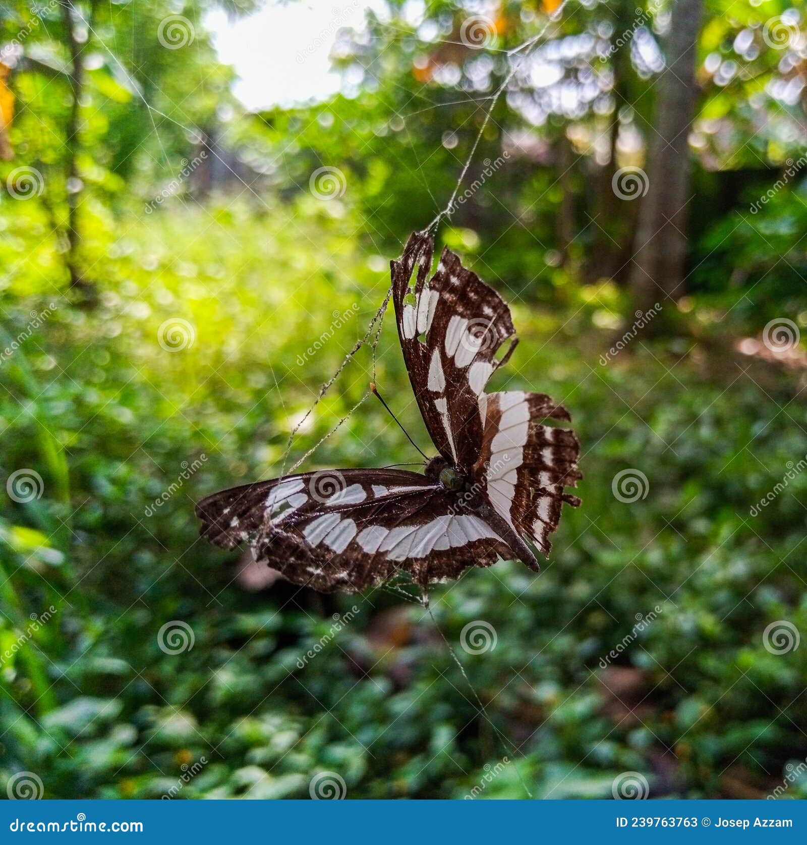 A Butterfly Trapped in a Spider S Web Stock Image - Image of branch ...