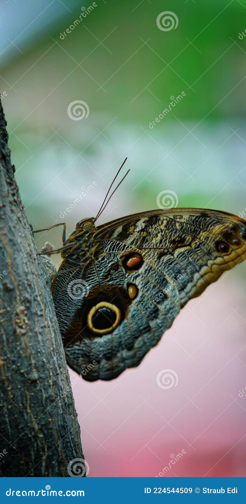 Butterfly on a tree stock image. Image of wing, wildlife - 224544509