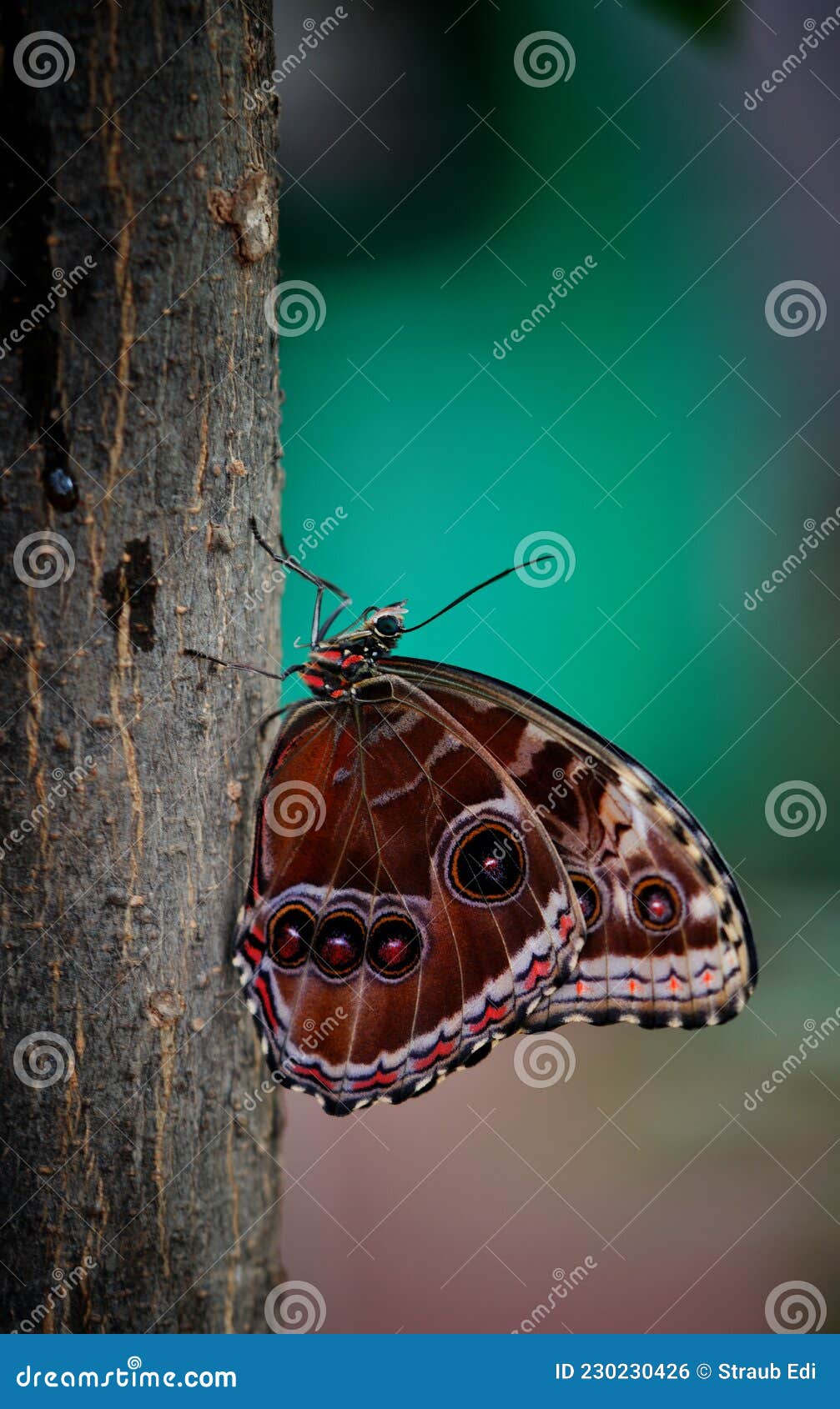 Butterfly on a tree stock photo. Image of tree, wings - 230230426