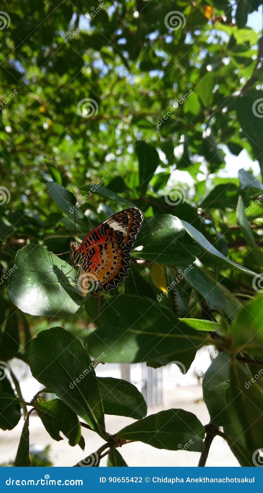Butterfly on the tree stock photo. Image of butterfly - 90655422