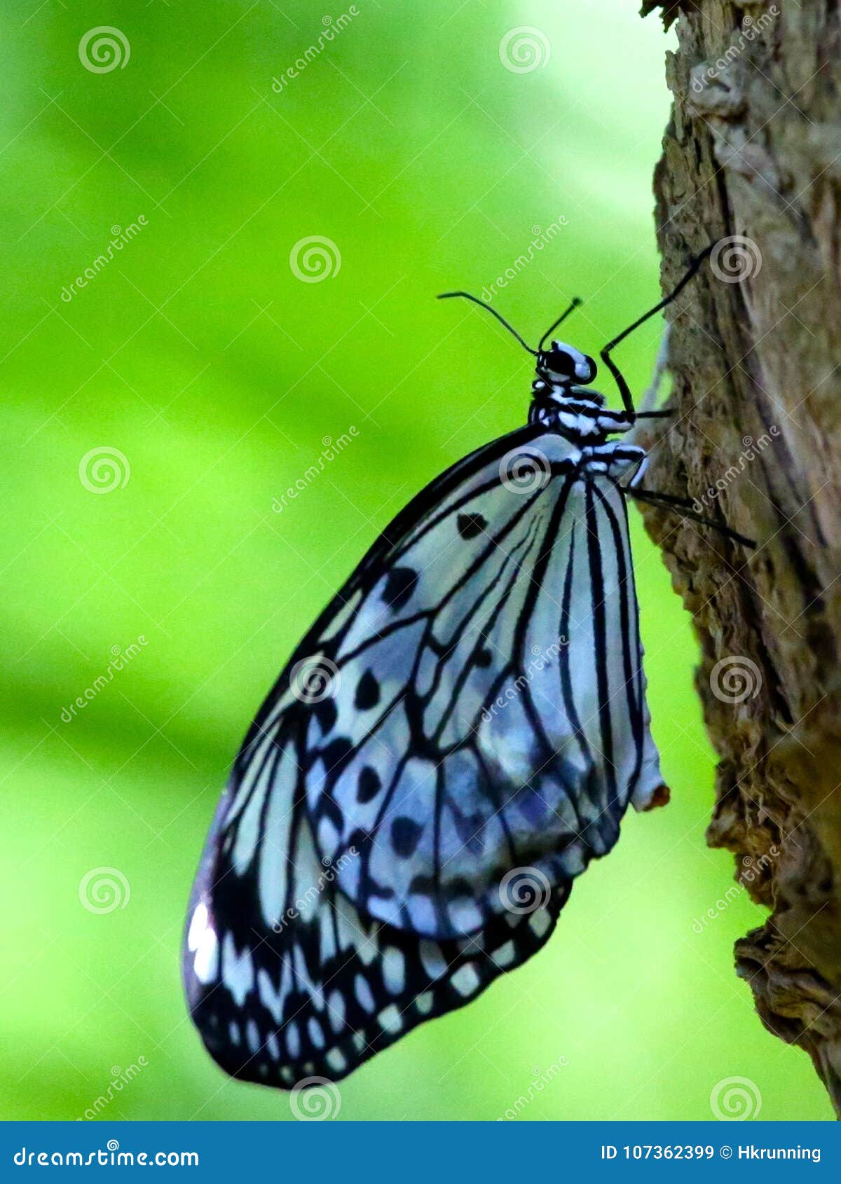 Butterfly on a tree stock image. Image of forest, color - 107362399