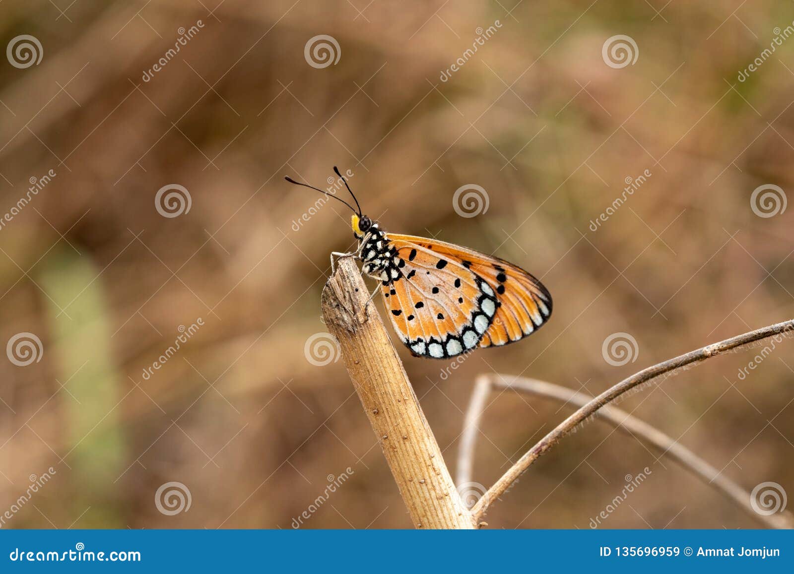 A butterfly on tree branch stock image. Image of dead - 135696959