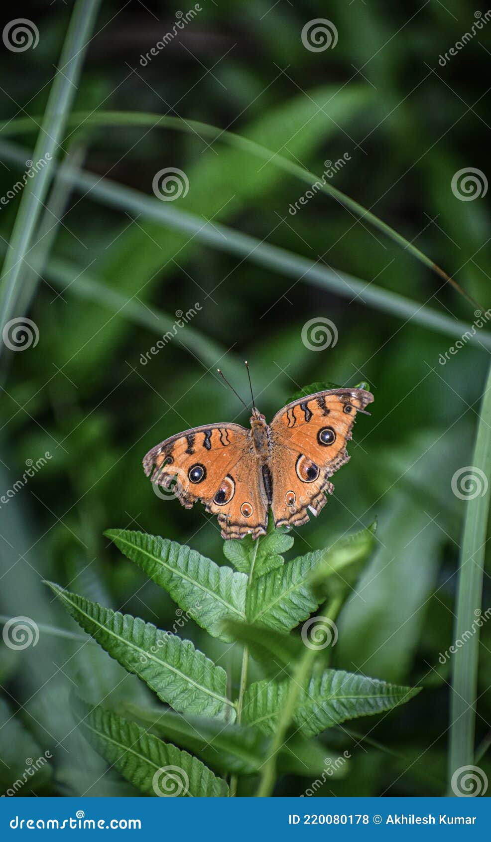 Butterfly in tree stock photo. Image of wildlife, green - 220080178