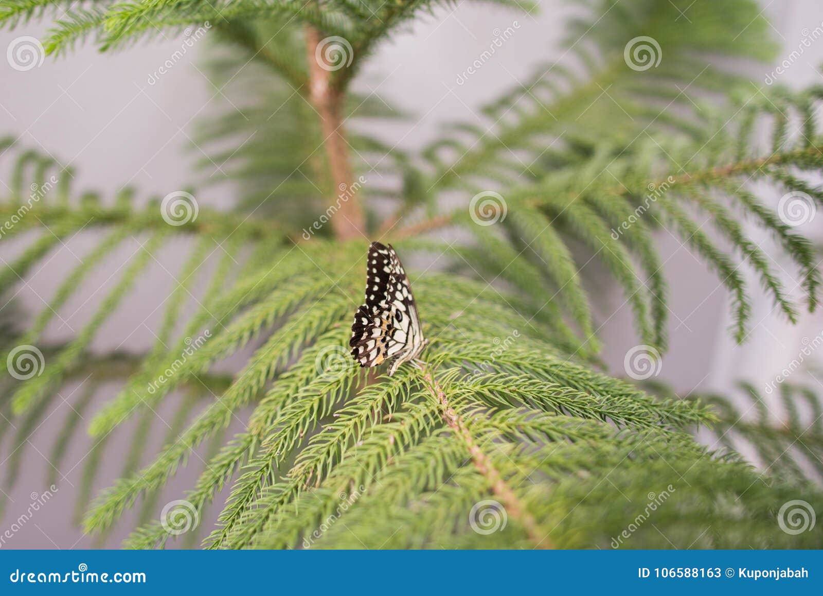 Butterfly on tree stock image. Image of butterfly, animal - 106588163