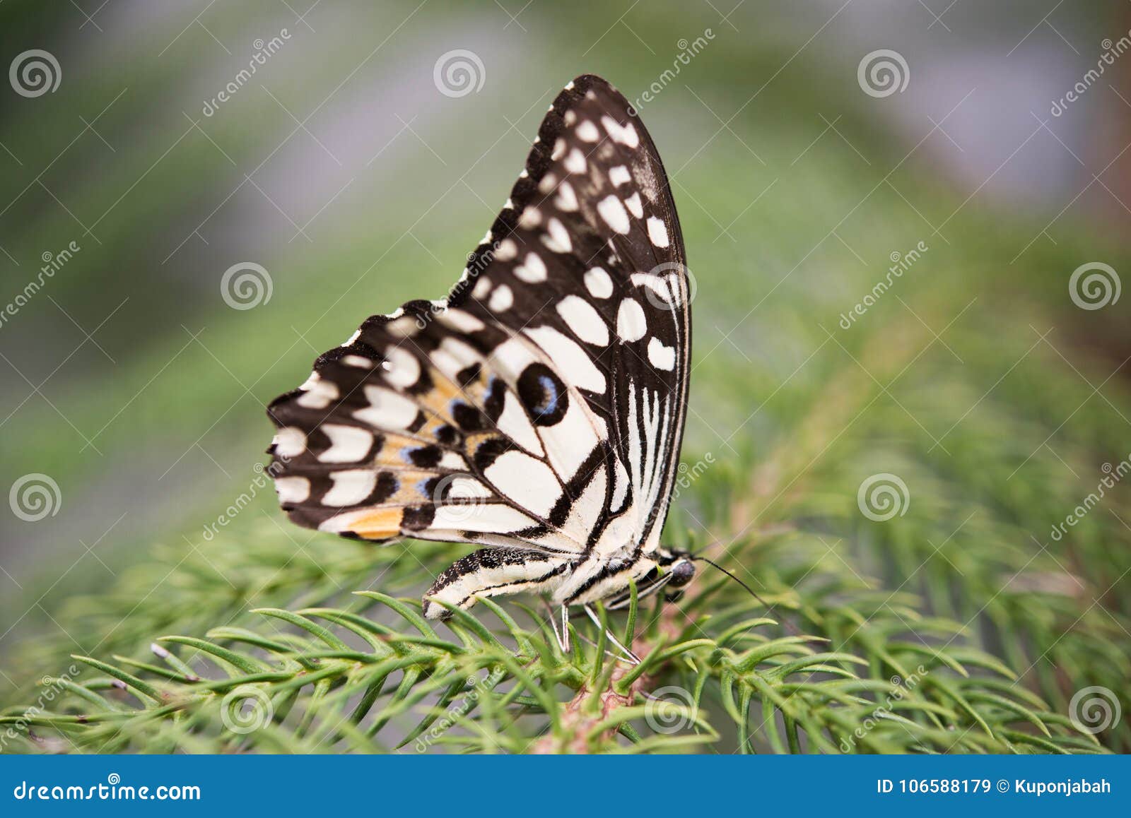 Butterfly on tree stock image. Image of macro, insect - 106588179
