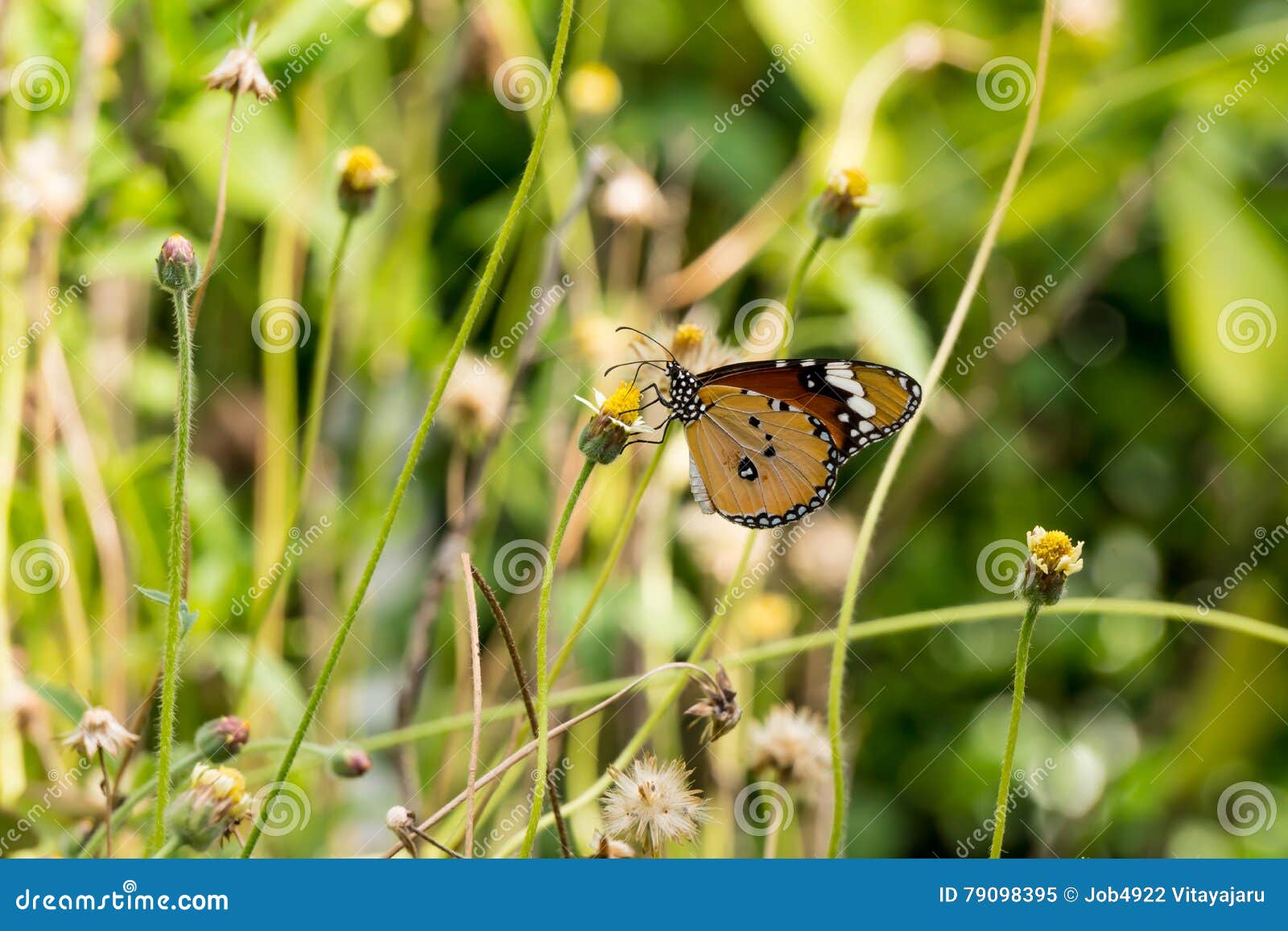 Butterfly on tree stock image. Image of flowers, details - 79098395