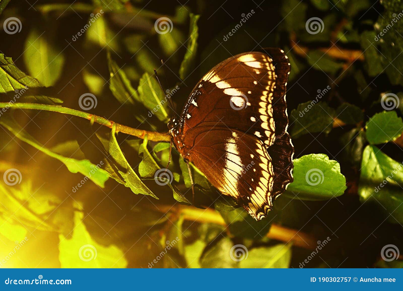 Butterfly on the Tree - Image Stock Image - Image of green, color ...